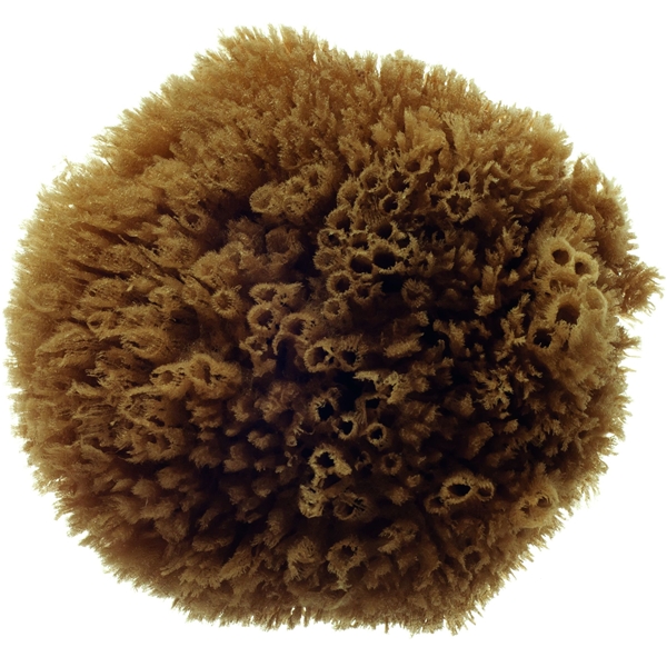 Grass Sea Sponge - Hydréa London - Hemma-spa | Shopping4net